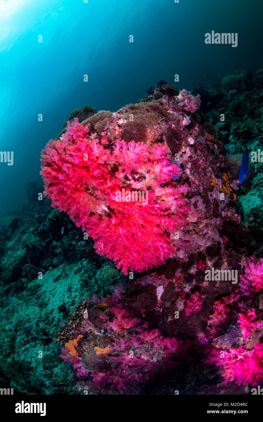 Growing coral thailand hi-res stock photography and images - Alamy