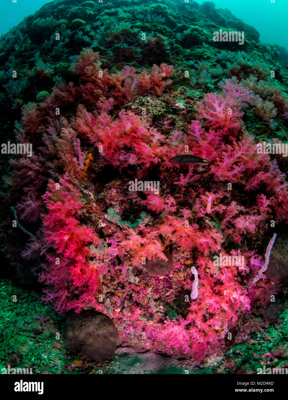 Growing coral thailand hi-res stock photography and images - Alamy