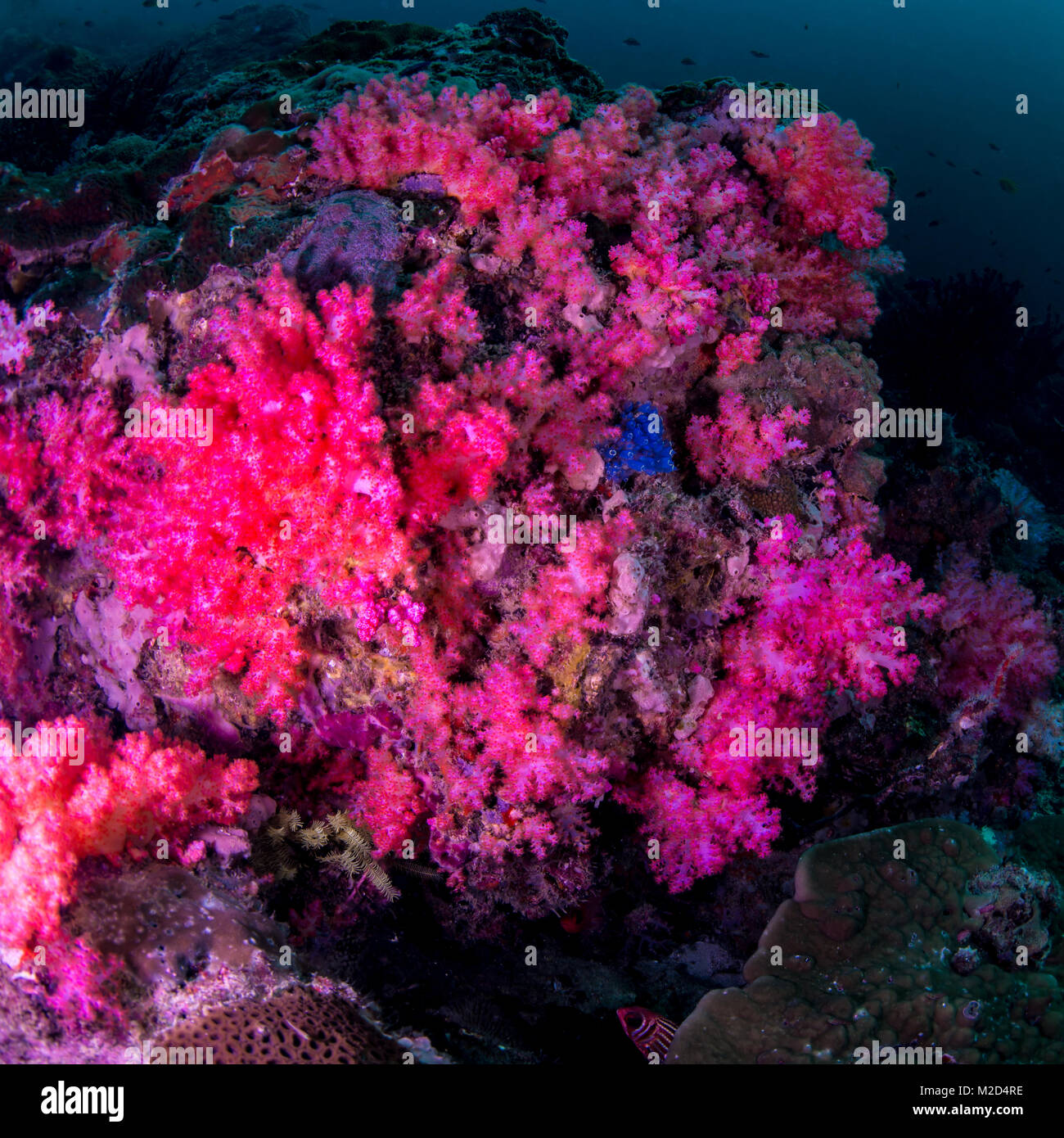 Growing coral thailand hi-res stock photography and images - Alamy