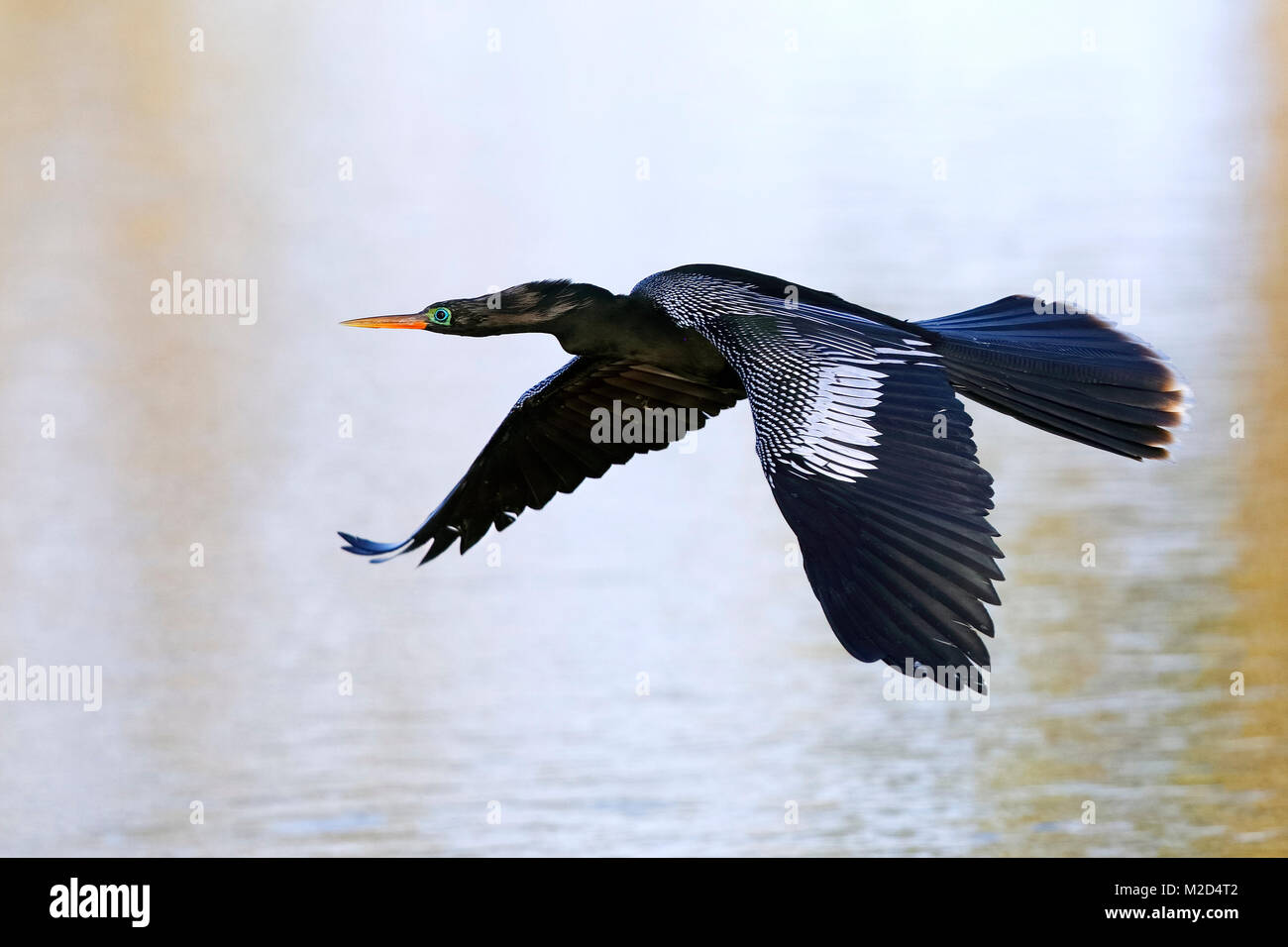 Anhinga in flight - Venice, Florida Stock Photo - Alamy