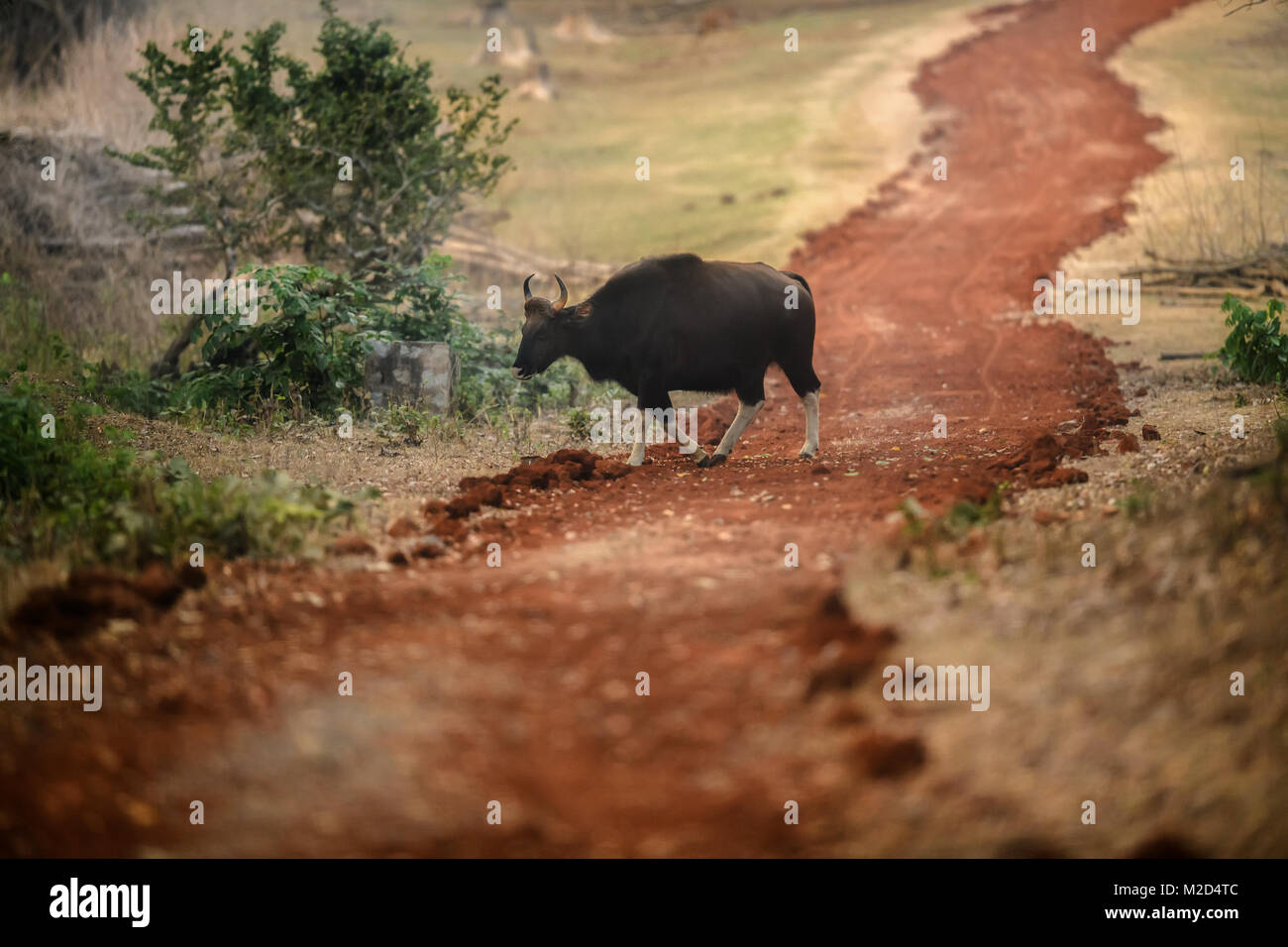 Angry bull india hi-res stock photography and images - Alamy