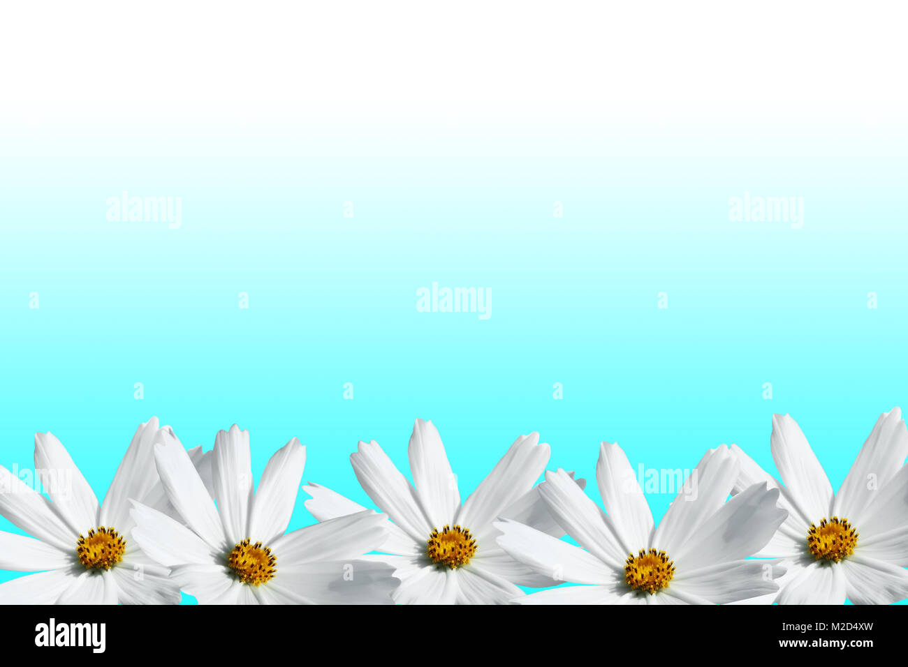 White cosmos flower frame on cyan background Stock Photo - Alamy