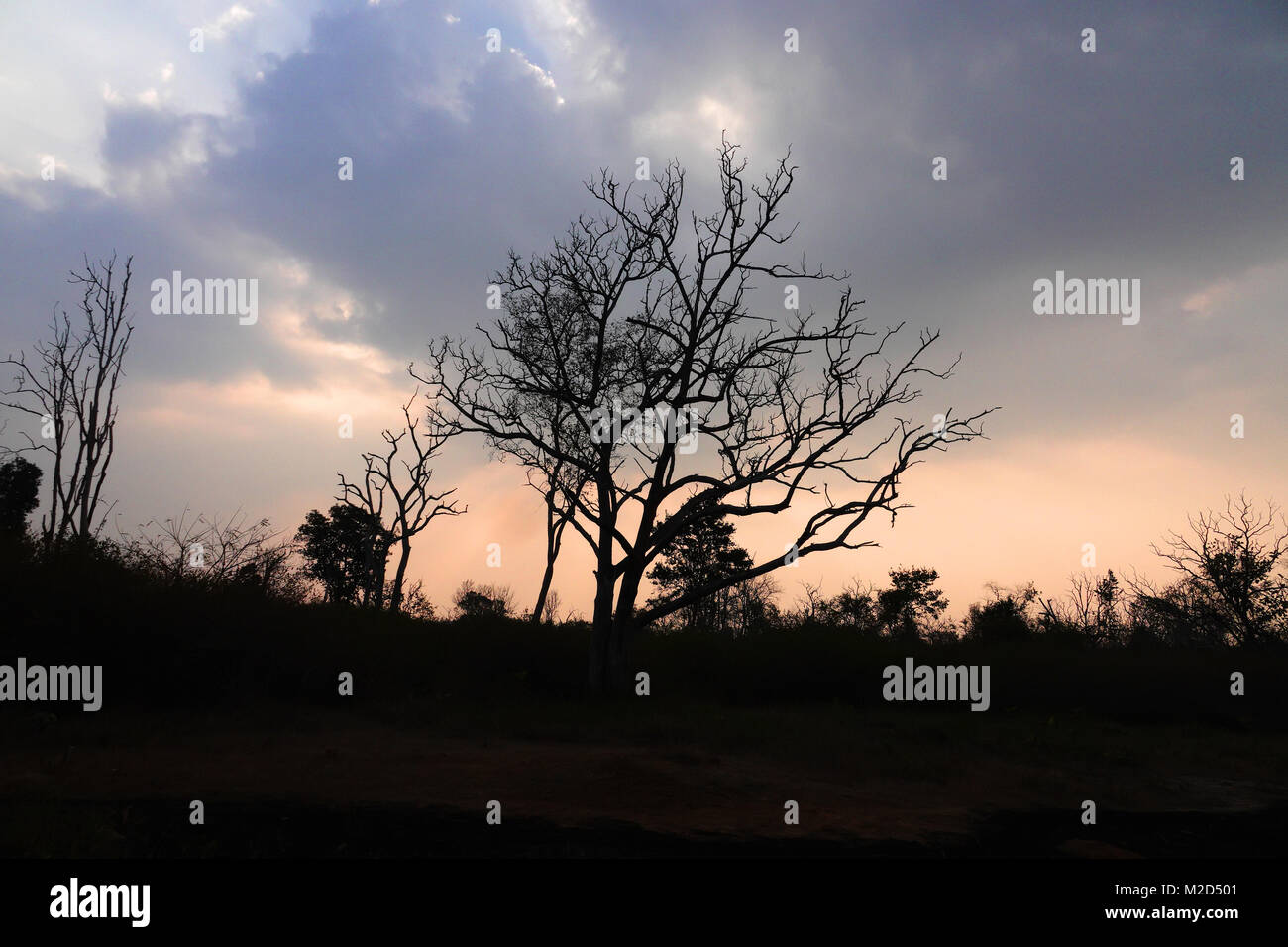 Dark trees forest with a road in autumn / fall . Broad leaf trees ...
