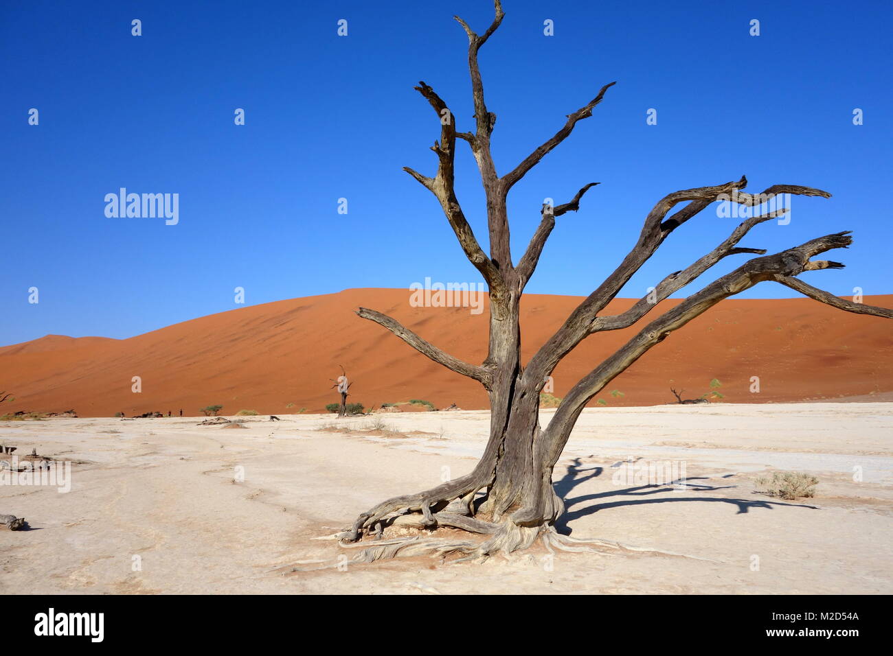Skeleton tree hi-res stock photography and images - Alamy