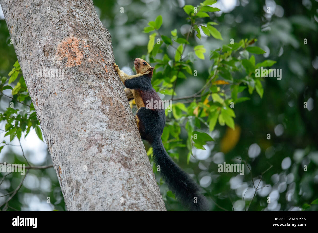 Close up photo black and yellow Indian Giant Squirrel, Ratufa indica ...