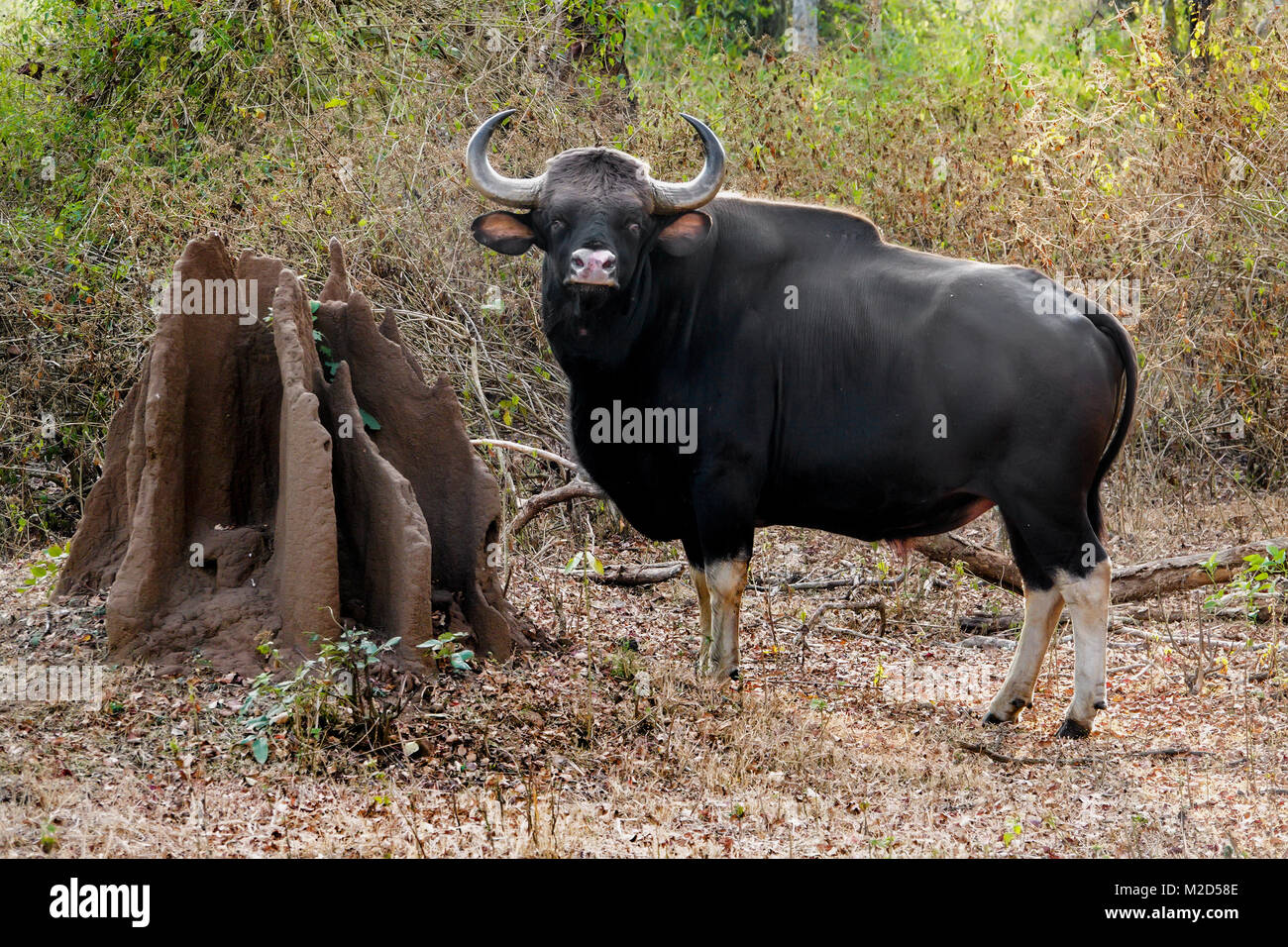 The gaur also called the Indian bison, is the largest extant bovine ...