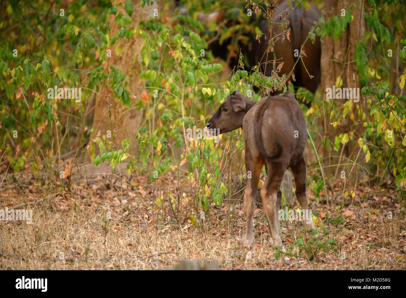 Curious Indian Gaur baby looking back Stock Photo - Alamy