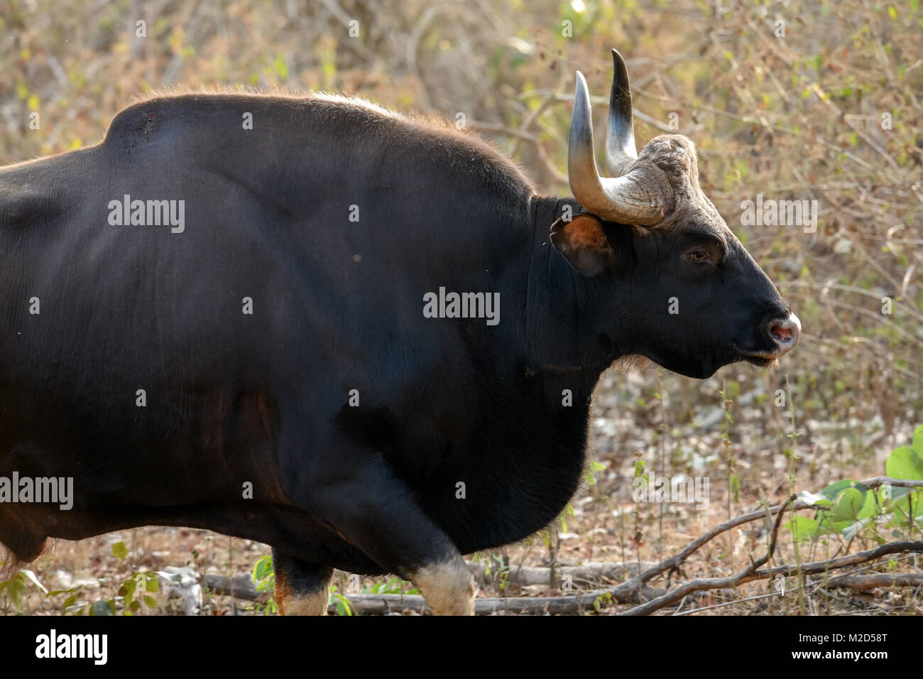 The gaur also called the Indian bison, is the largest extant bovine ...