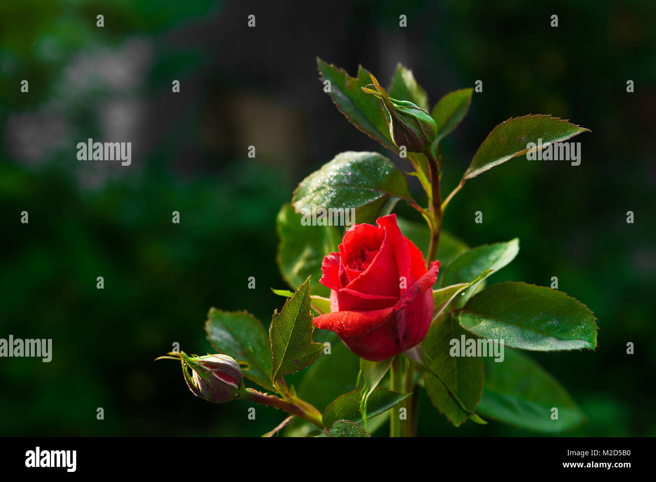 Red rose in garden Stock Photo - Alamy