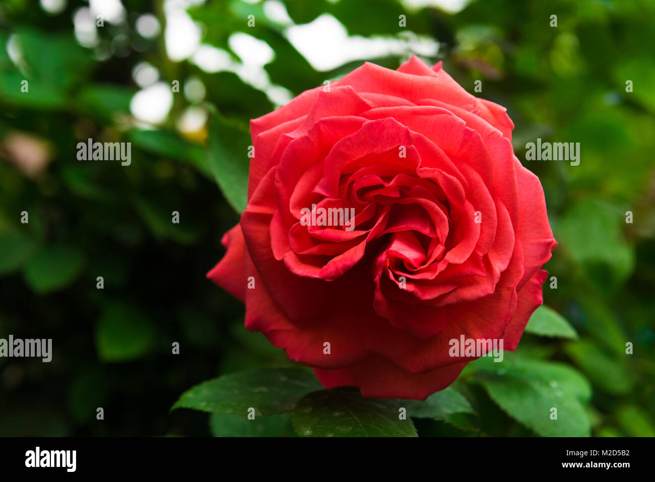 Red rose in garden Stock Photo - Alamy