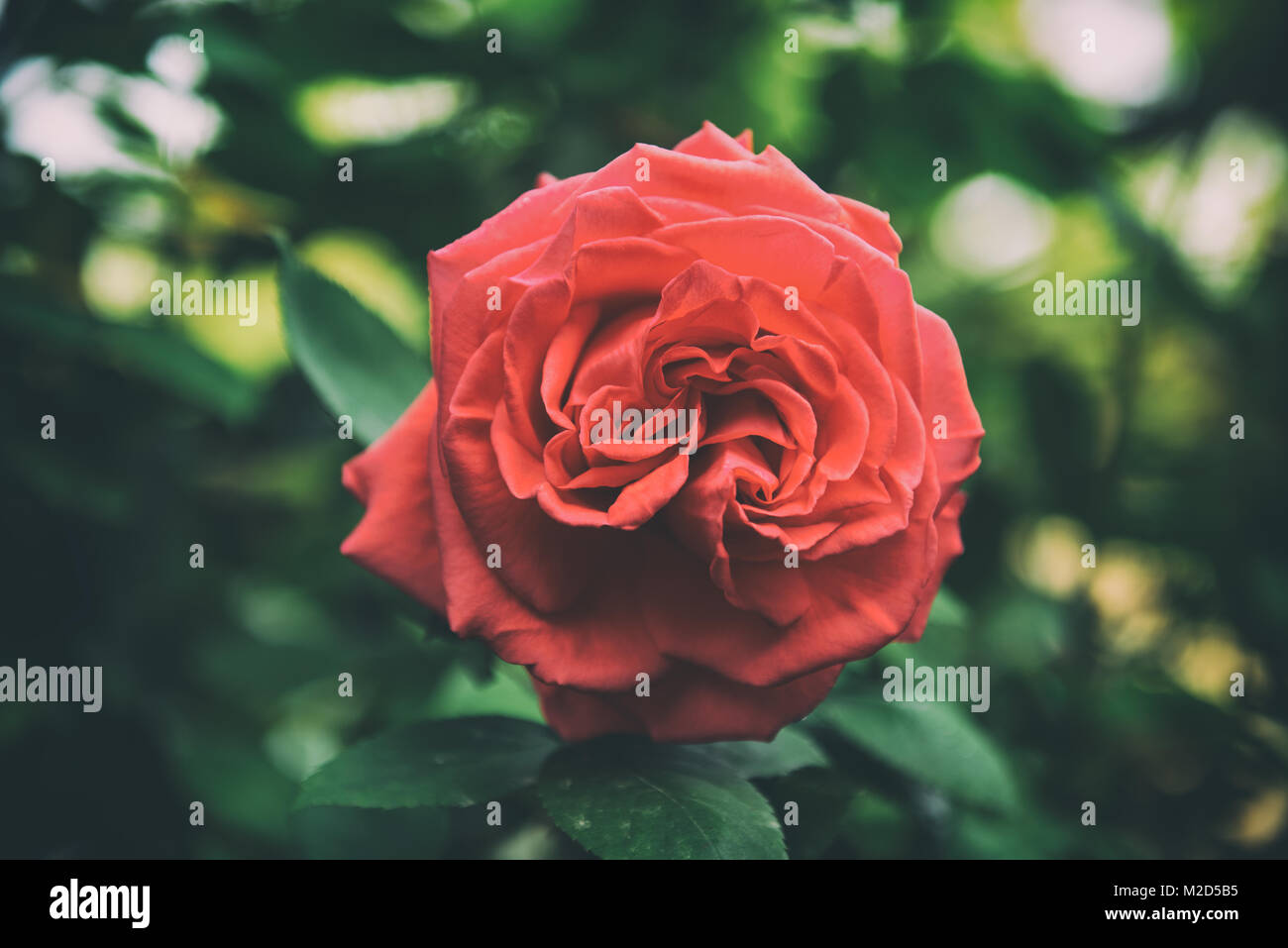 Red rose in garden Stock Photo - Alamy