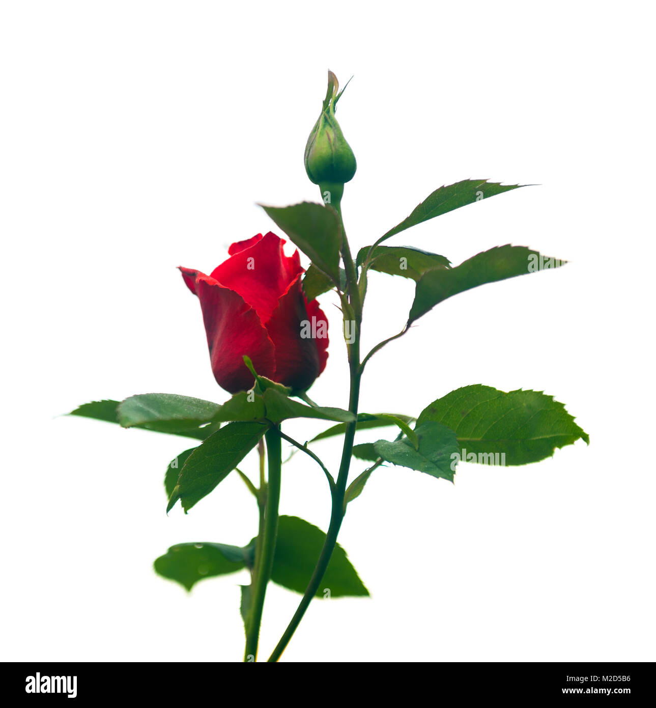 Red rose on white background isolated Stock Photo - Alamy