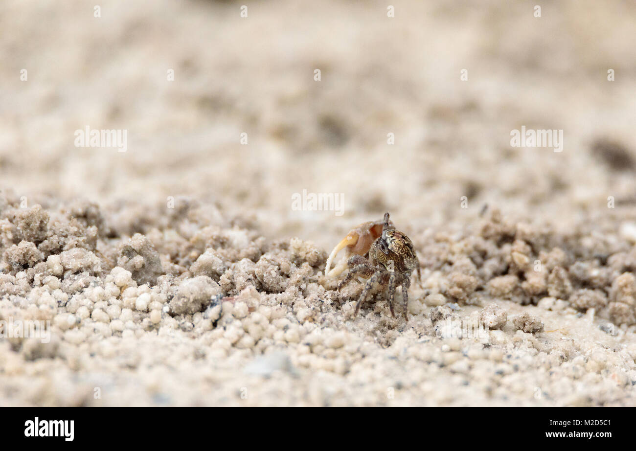 Fiddler crab Uca panacea comes out of its burrow in the marsh area ...