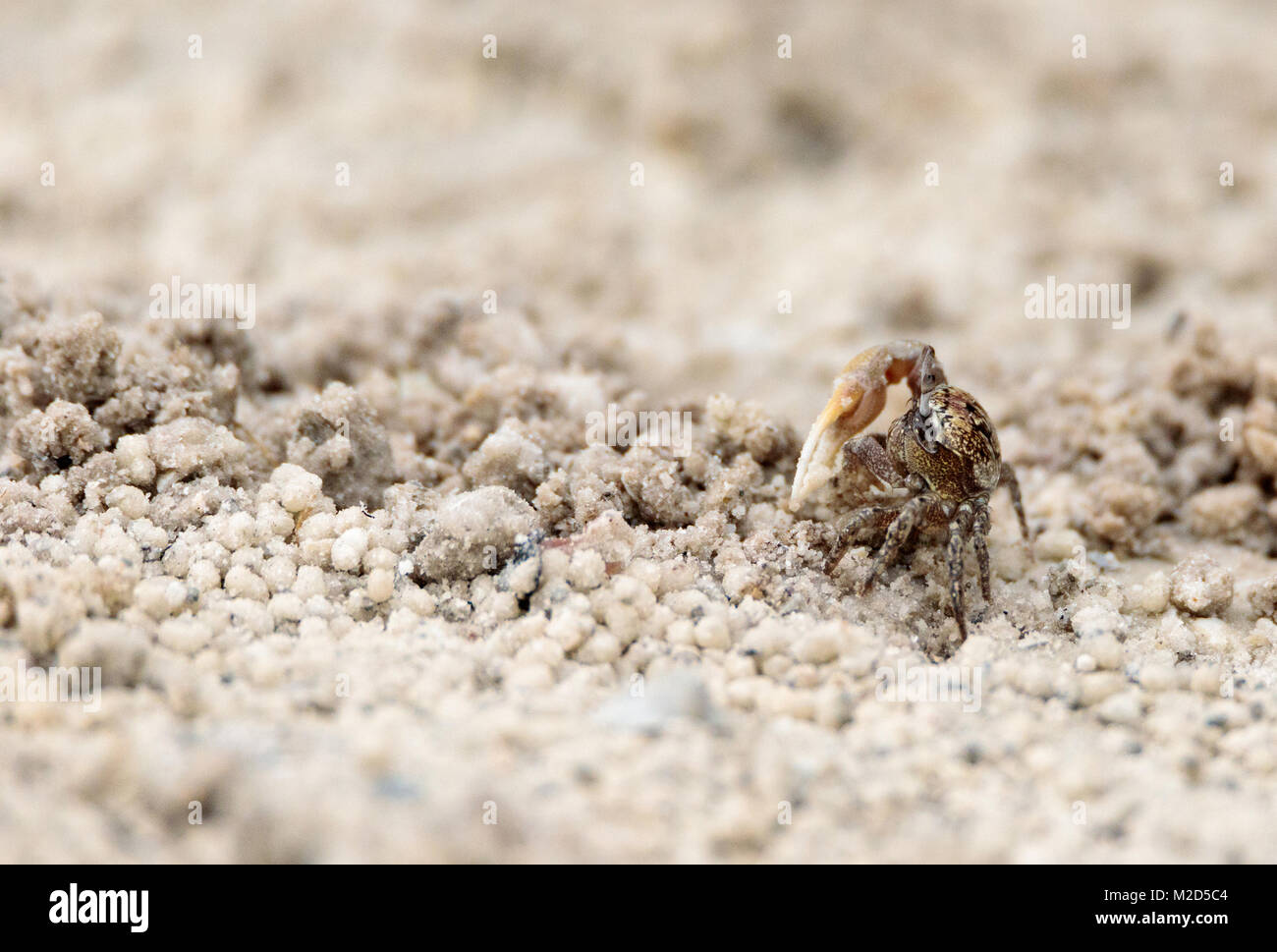 Fiddler crab Uca panacea comes out of its burrow in the marsh area ...