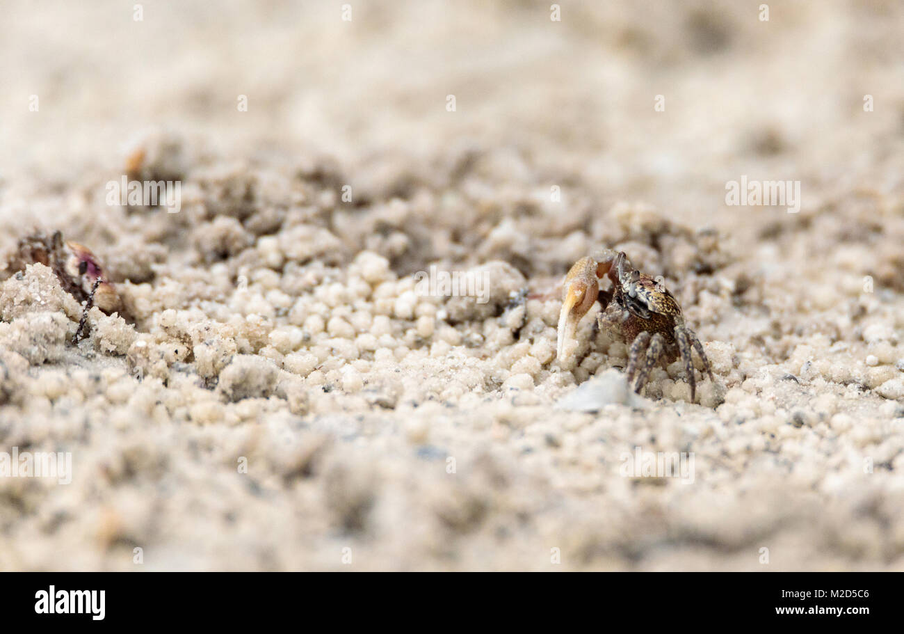 Fiddler crab florida beach hi-res stock photography and images - Alamy