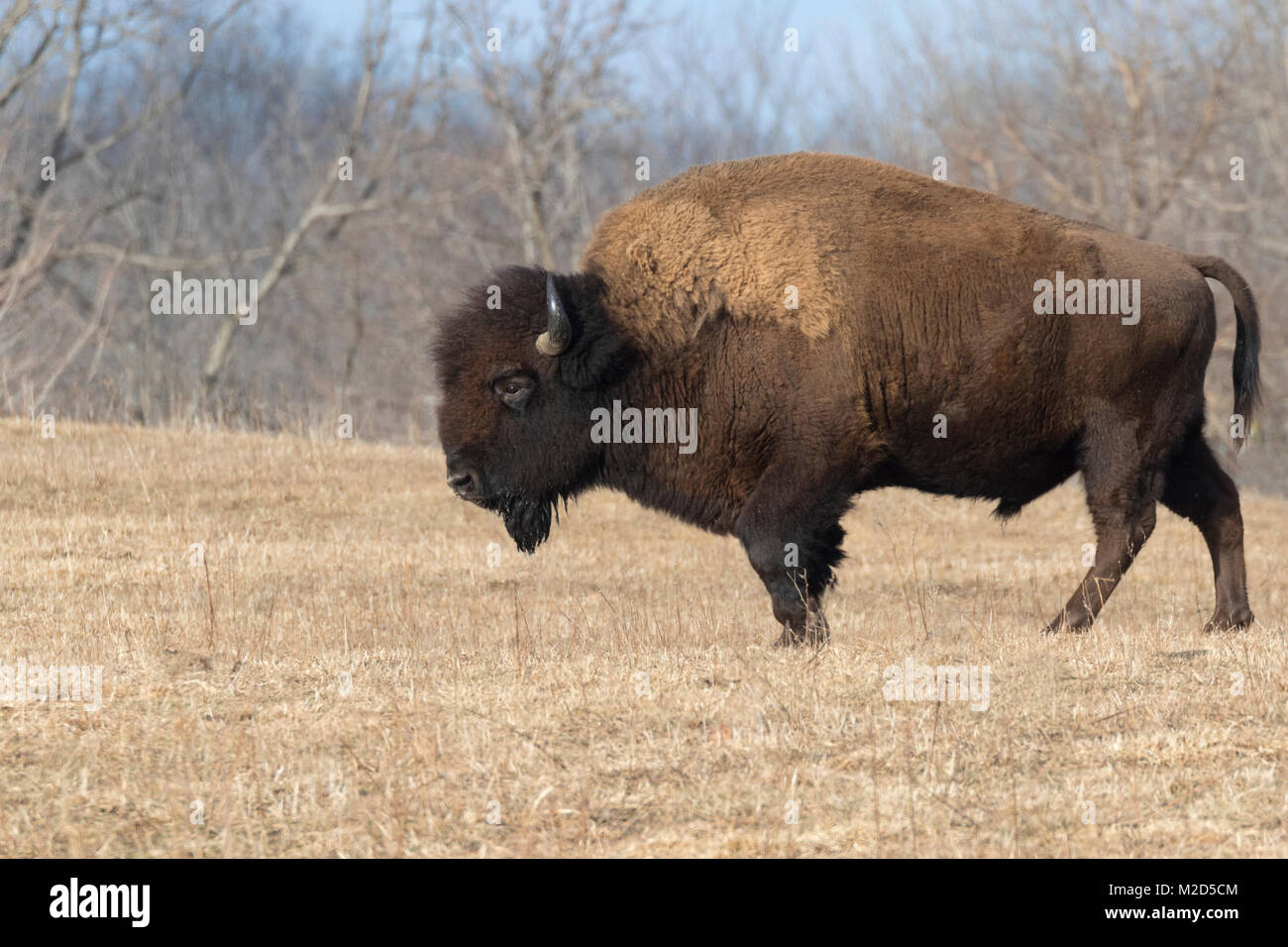 Bull of American bison staying in grassland Stock Photo - Alamy