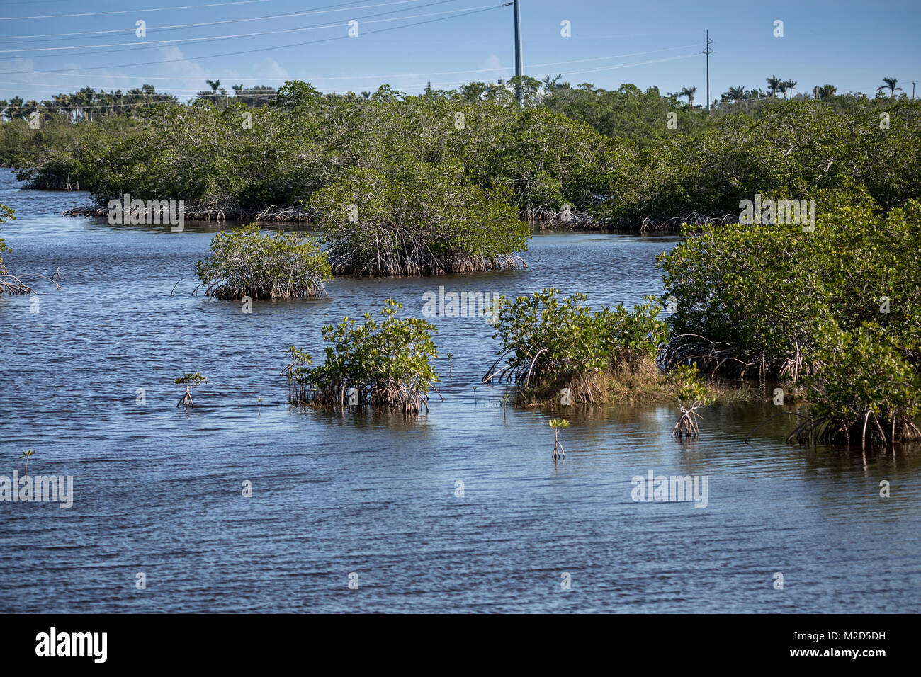 Mangrove trees in a marsh in Marco Island, Florida Stock Photo - Alamy