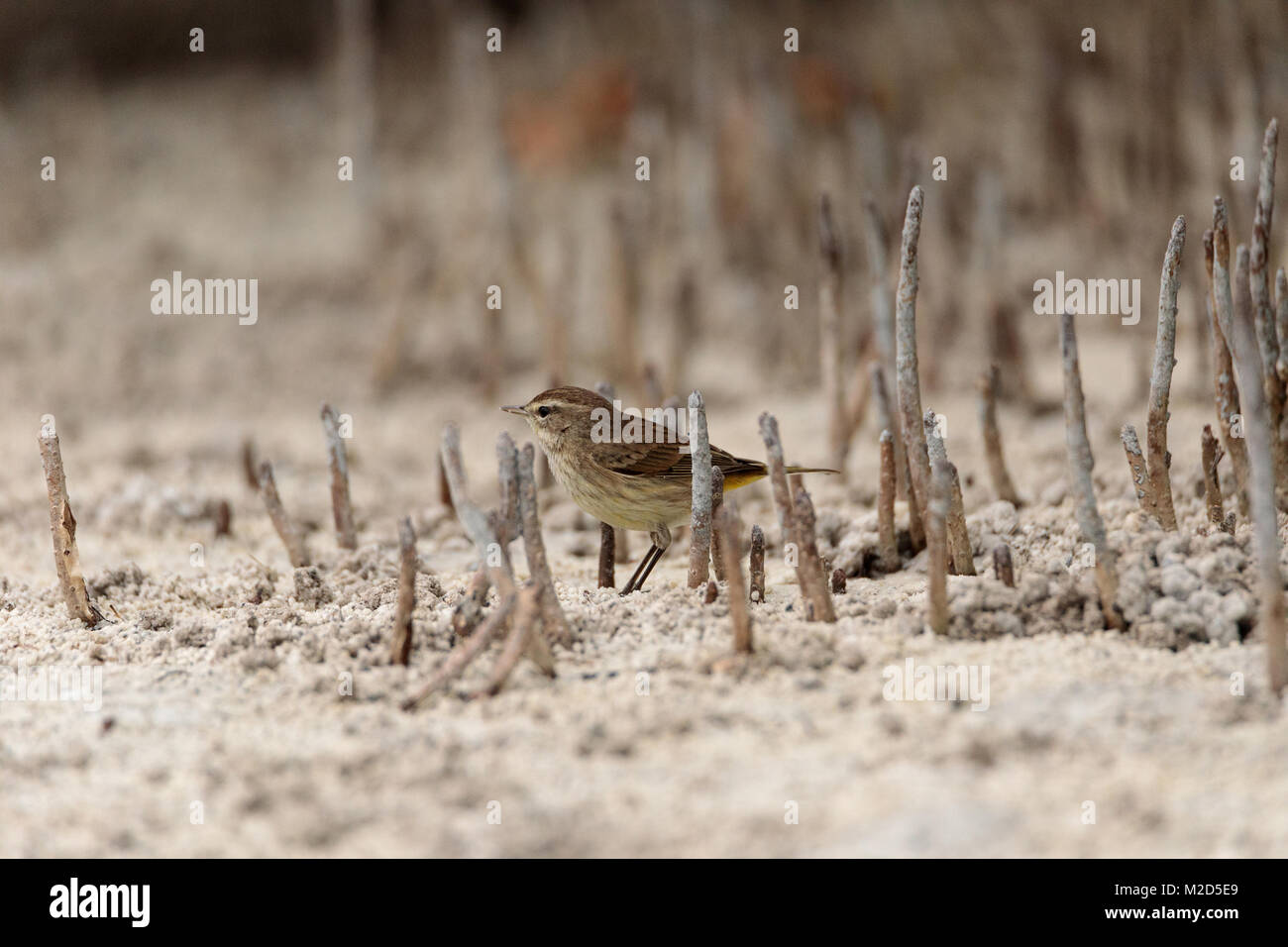 Pine warbler bird Setophaga pinus forages for food in the beach sand on ...