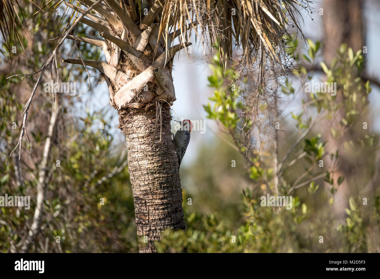Red-bellied woodpecker Melanerpes carolinus pecks at a palm tree in ...