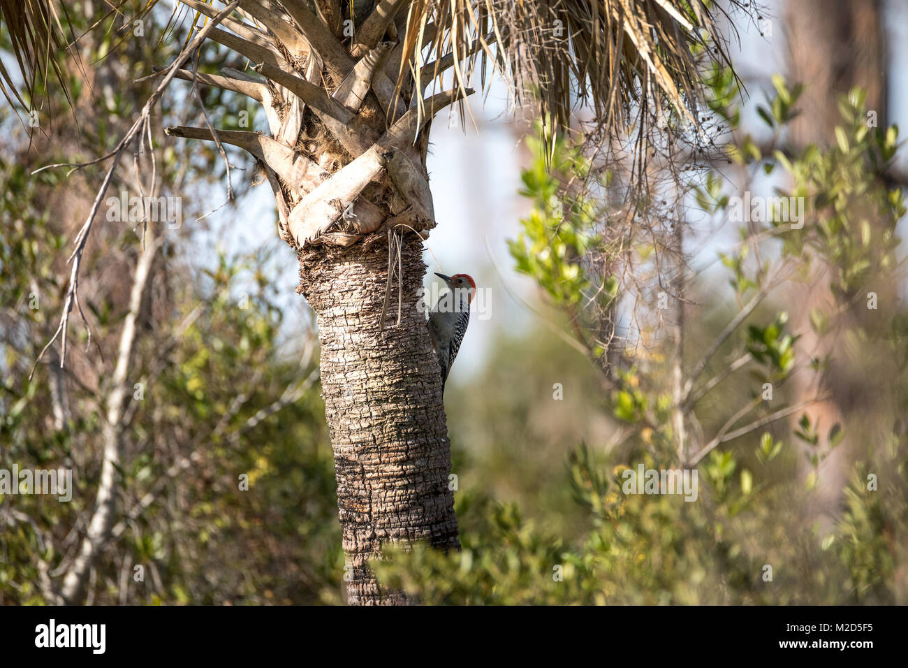 Red-bellied woodpecker Melanerpes carolinus pecks at a palm tree in ...