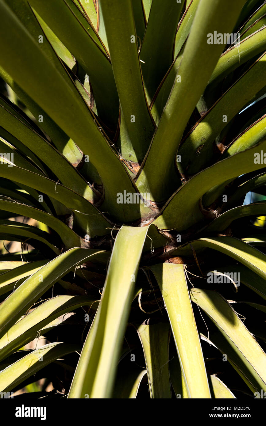Dagger cactus hi-res stock photography and images - Alamy
