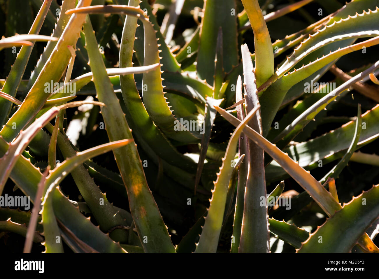 Aloe bosseri hi-res stock photography and images - Alamy