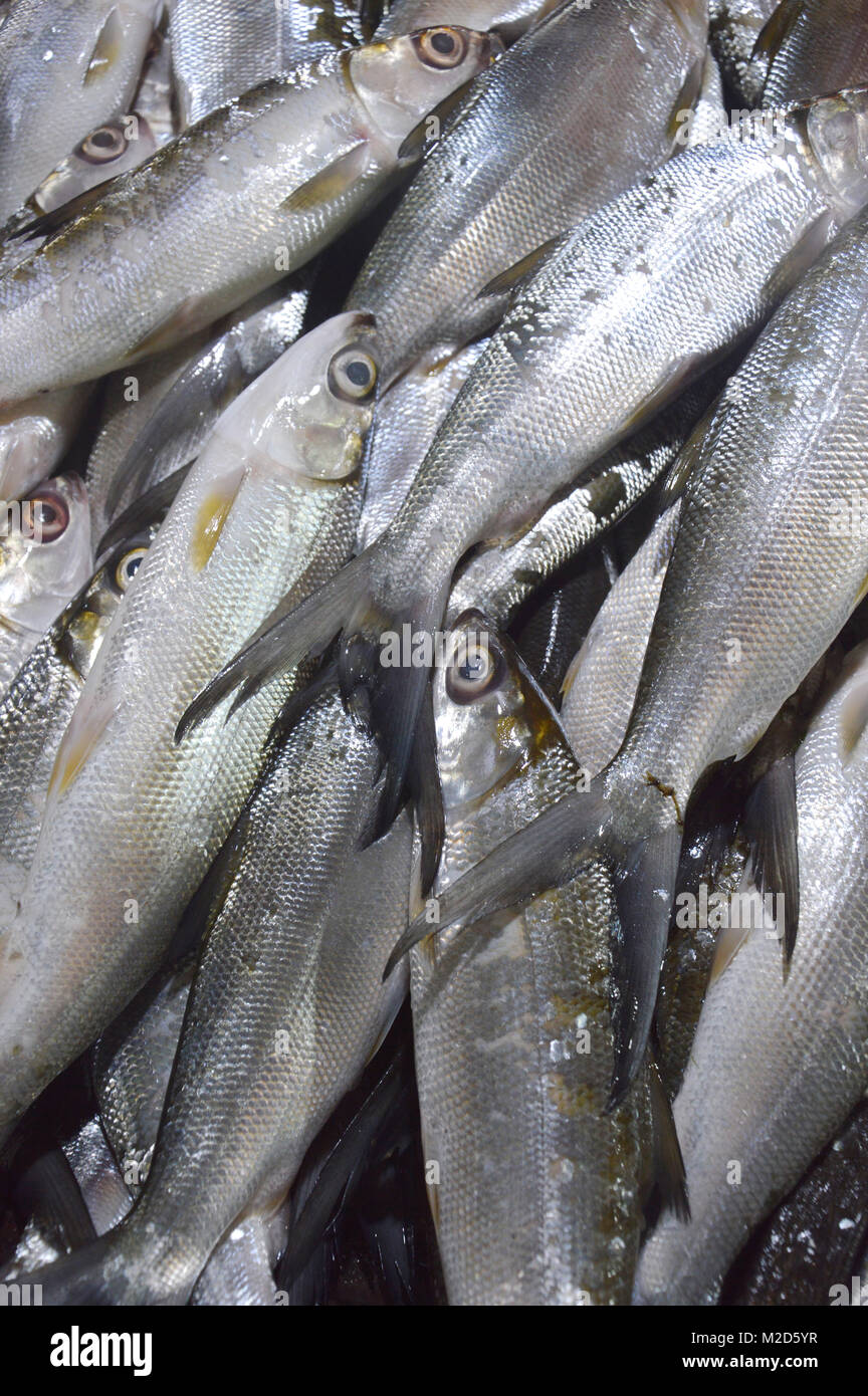 group of milkfish on the traditional market Stock Photo - Alamy