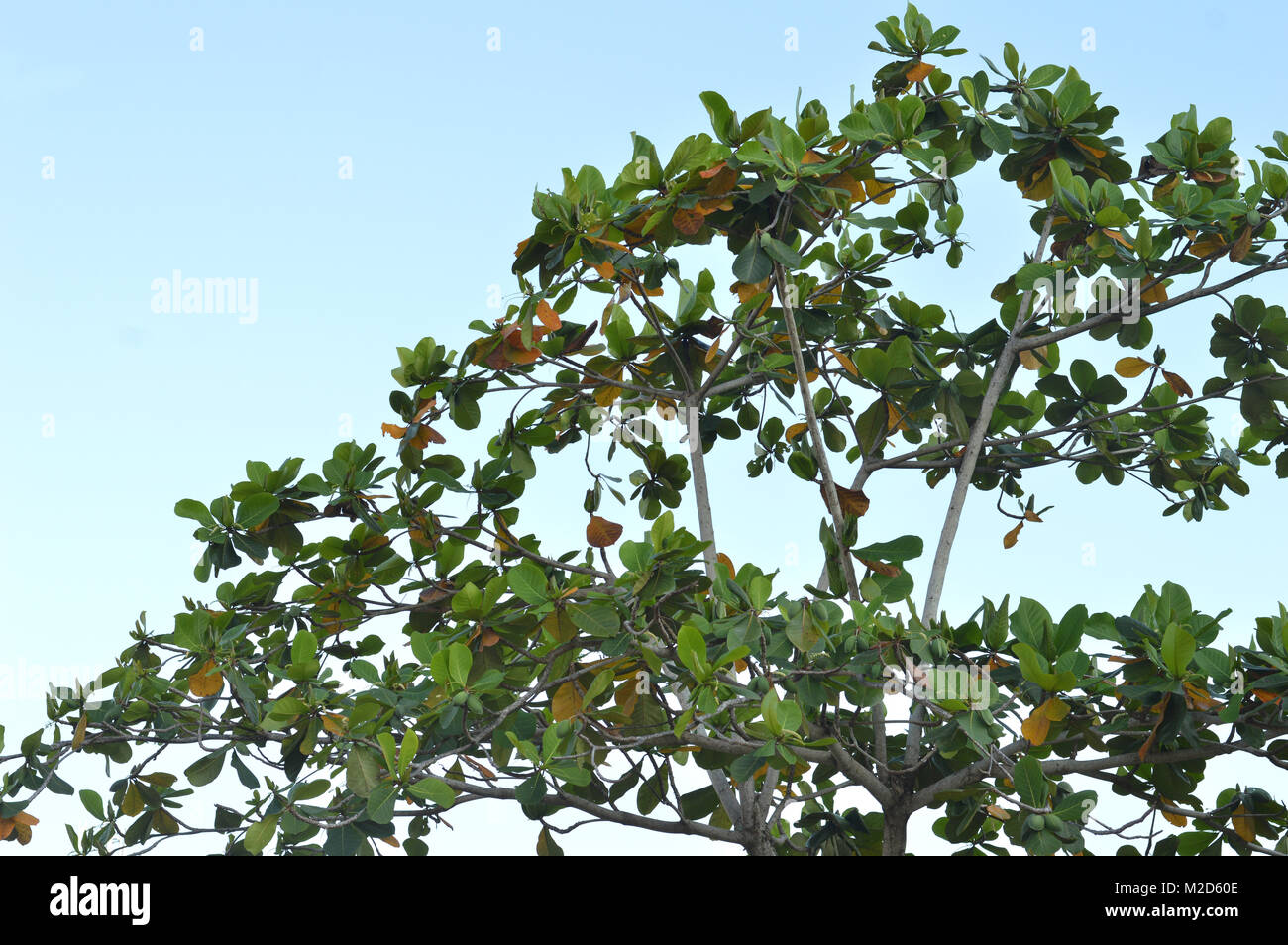 Terminalia Catappa Fruit High Resolution Stock Photography and Images ...