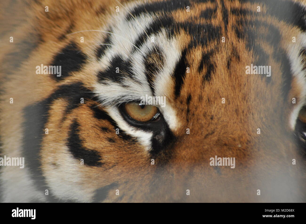 Wild lion. Predatory cat in a cage Stock Photo - Alamy