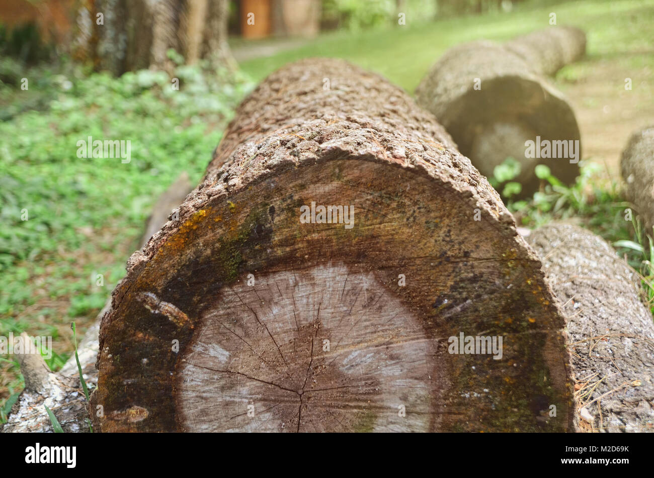 Log of tree trunk Stock Photo - Alamy