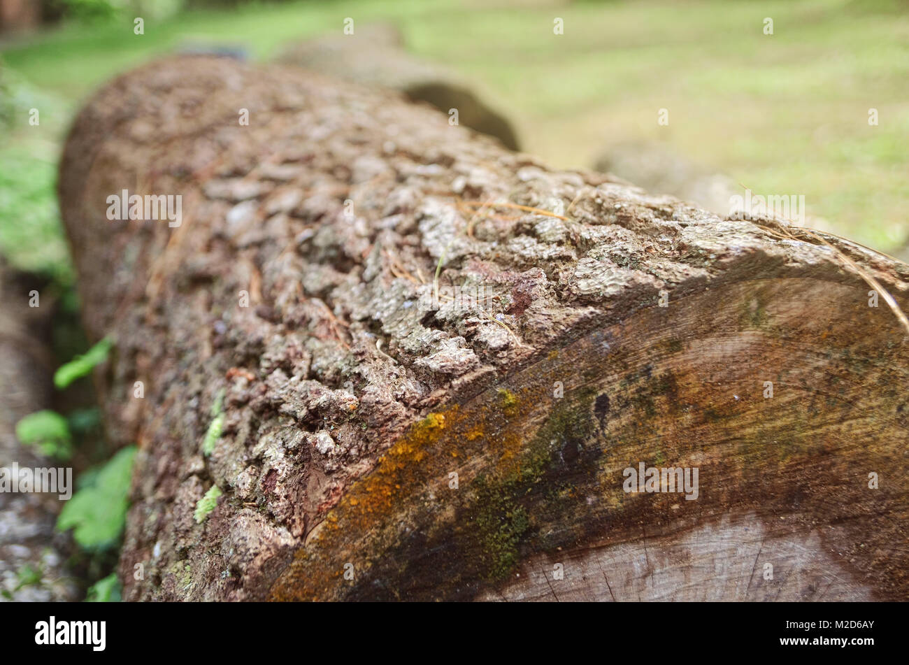 Log of tree trunk Stock Photo - Alamy