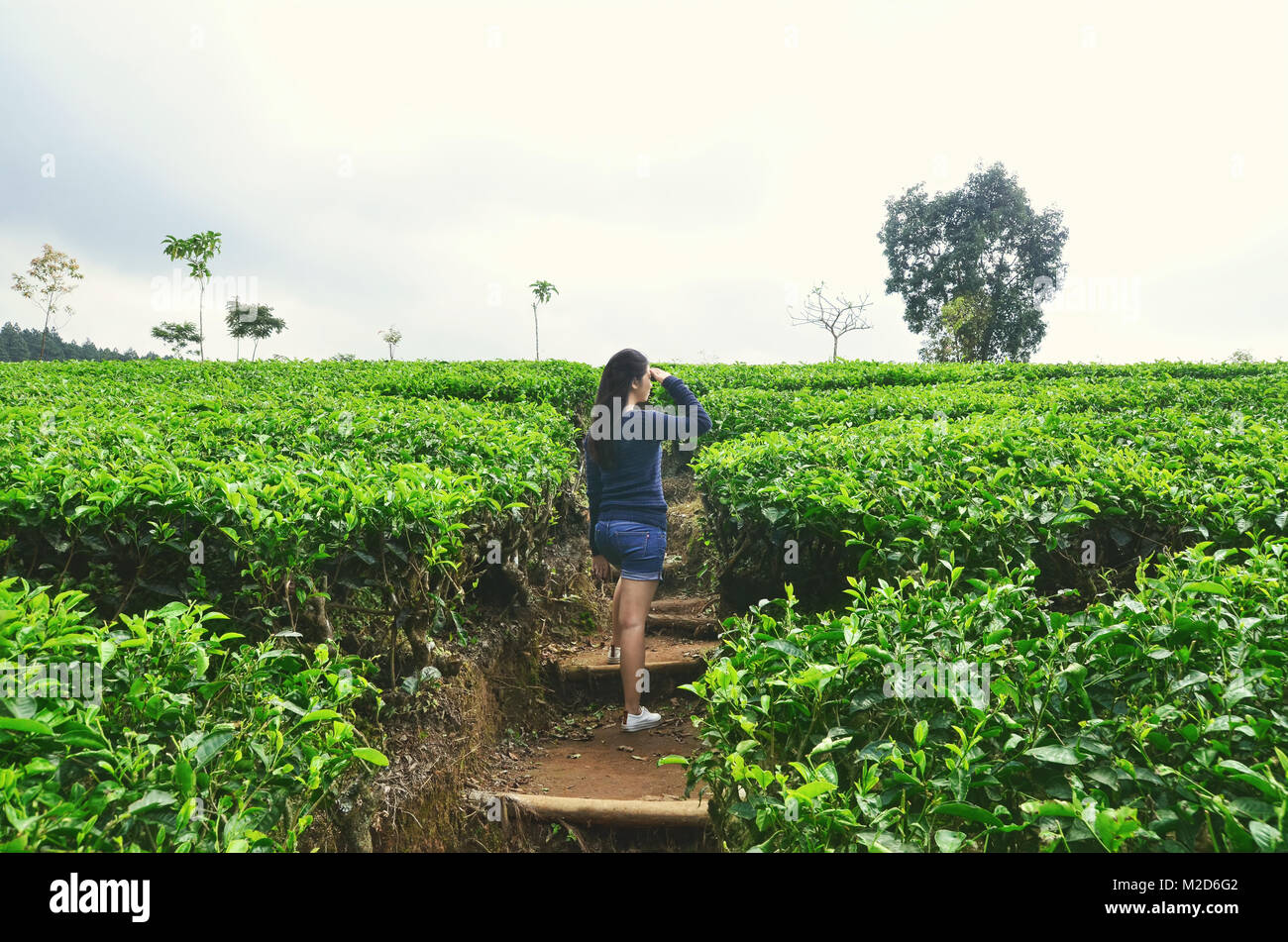 A girl in the middle of tea plantation, Ciater, Subang Stock Photo - Alamy