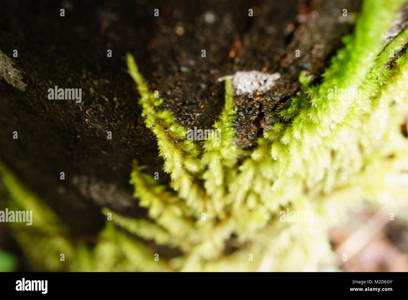 Tree fingers hi-res stock photography and images - Alamy