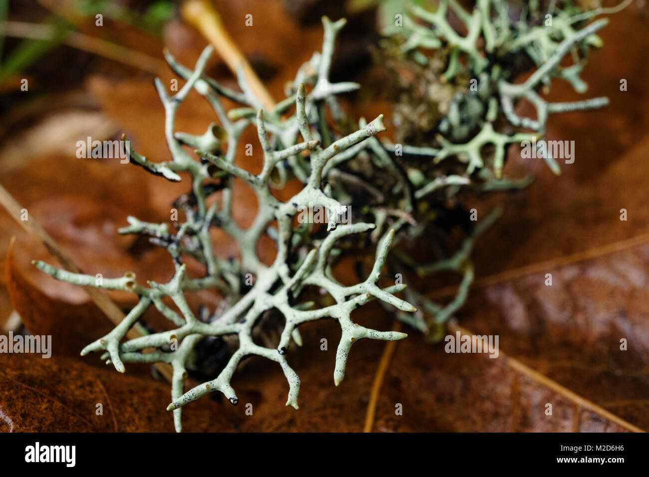 Fungus and algae hi-res stock photography and images - Alamy