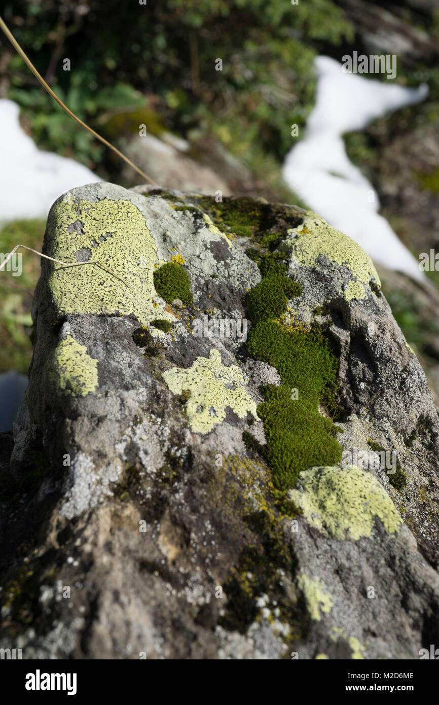 Lichen of wet rocks hi-res stock photography and images - Alamy