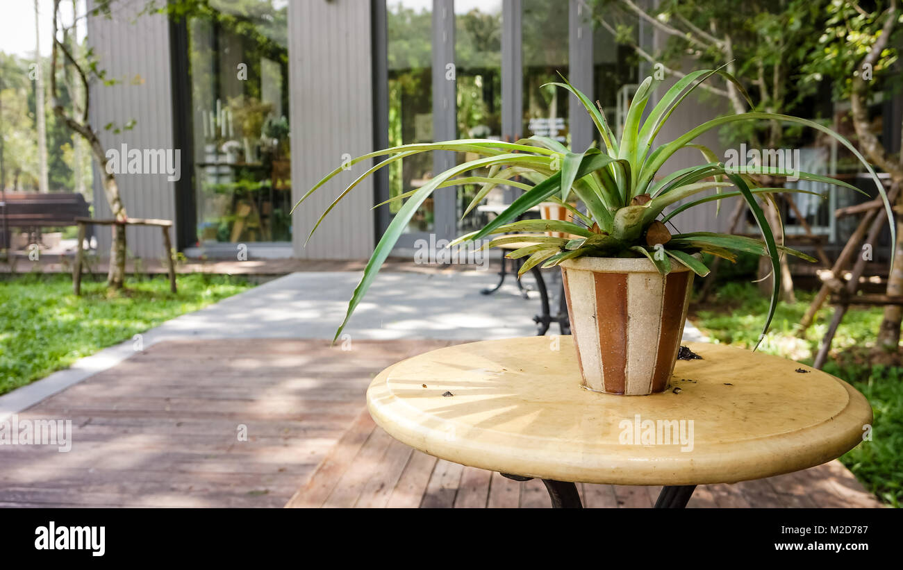 Ornamental grass pot hi-res stock photography and images - Alamy