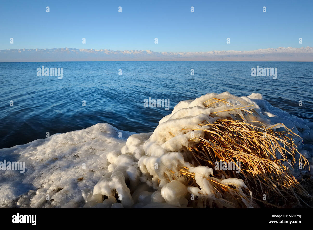 Reed at lake hi-res stock photography and images - Alamy