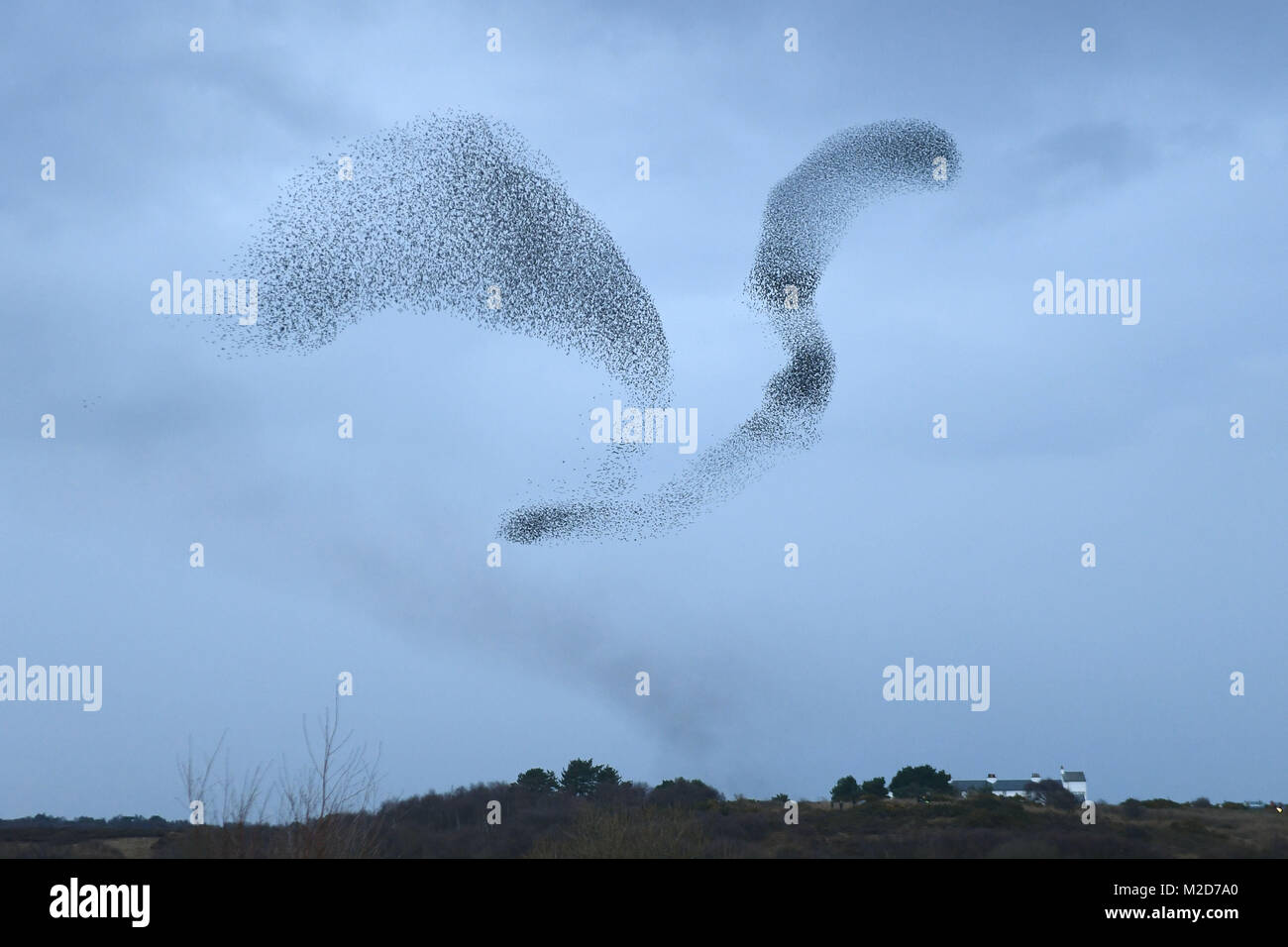 A murmuration of starlings at dusk over RSPB Minsmere Nature Reserve in ...