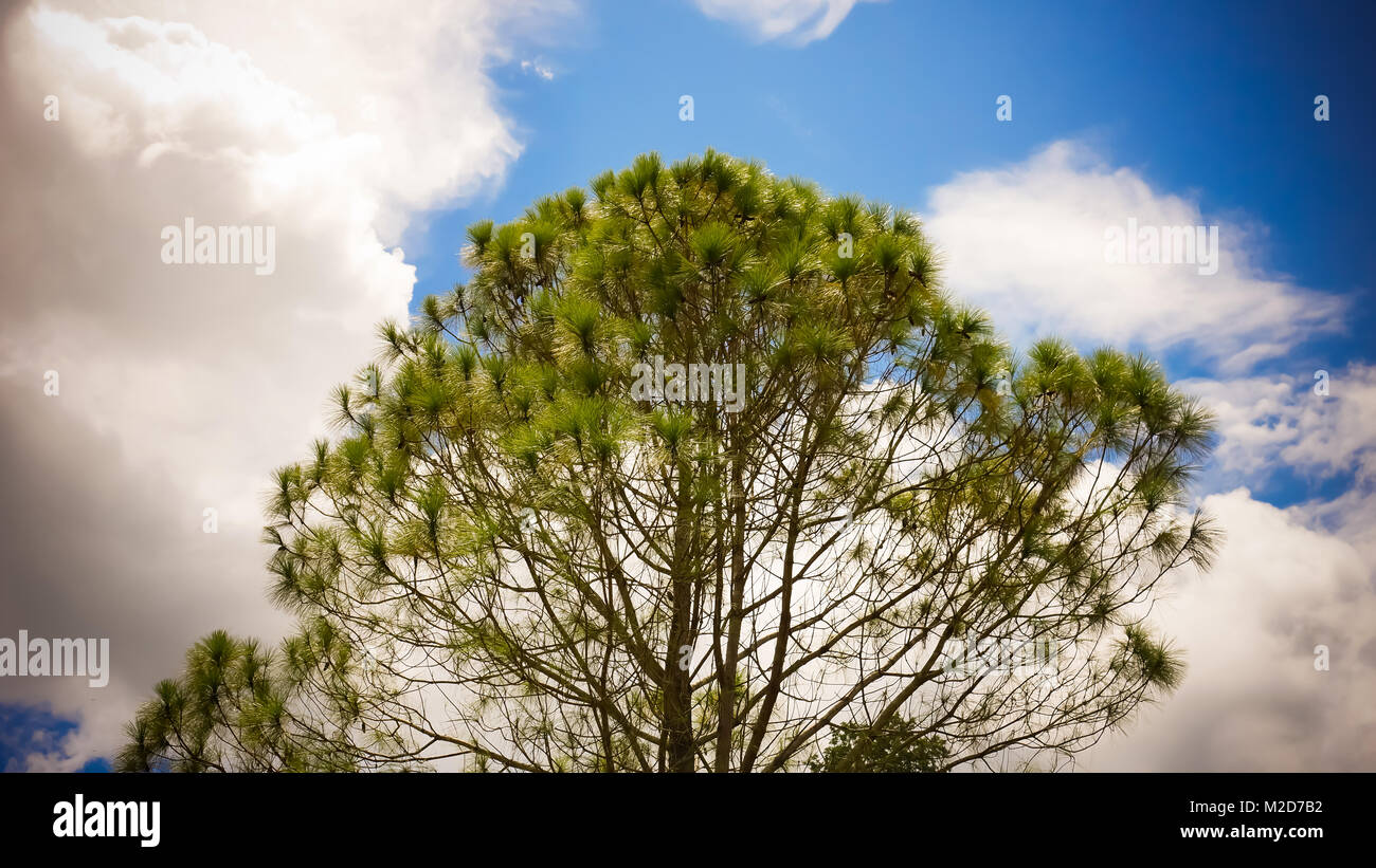 Blue sky framing tree hi-res stock photography and images - Alamy