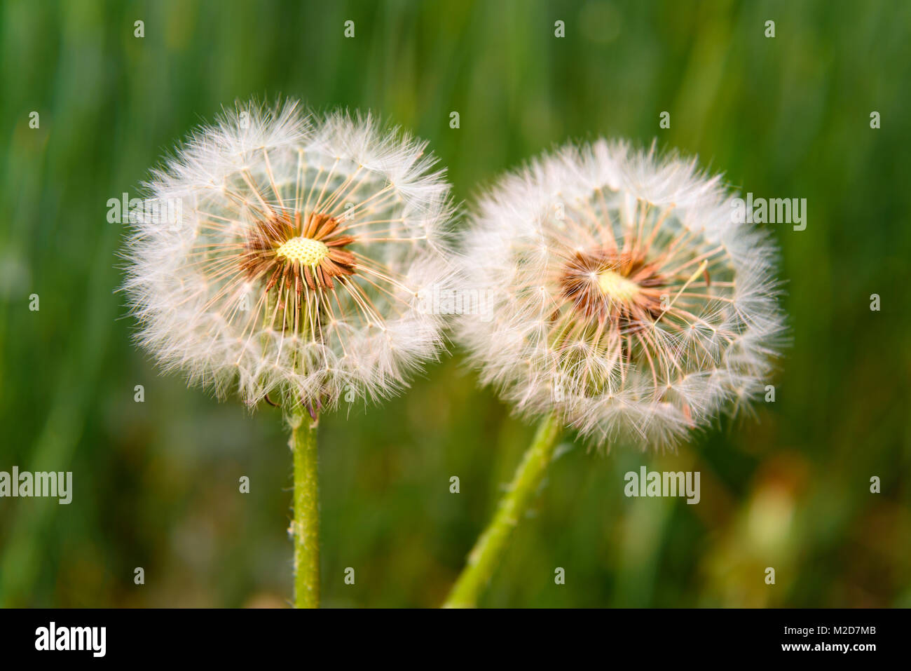 Dandelion flowers with seeds on green Stock Photo - Alamy