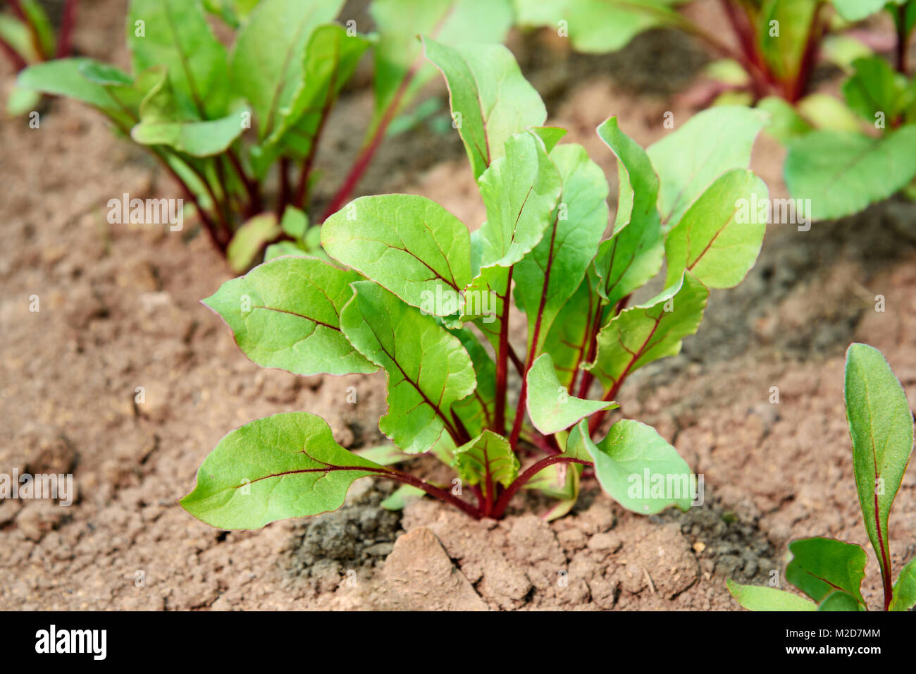 Beet sprout growing in field in the garden Stock Photo - Alamy