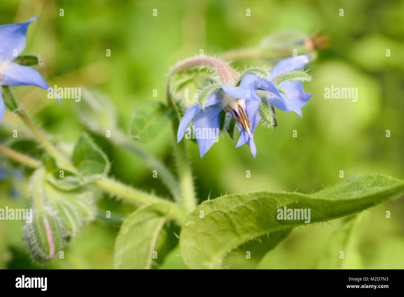 Blue borage flowers in the garden Stock Photo - Alamy