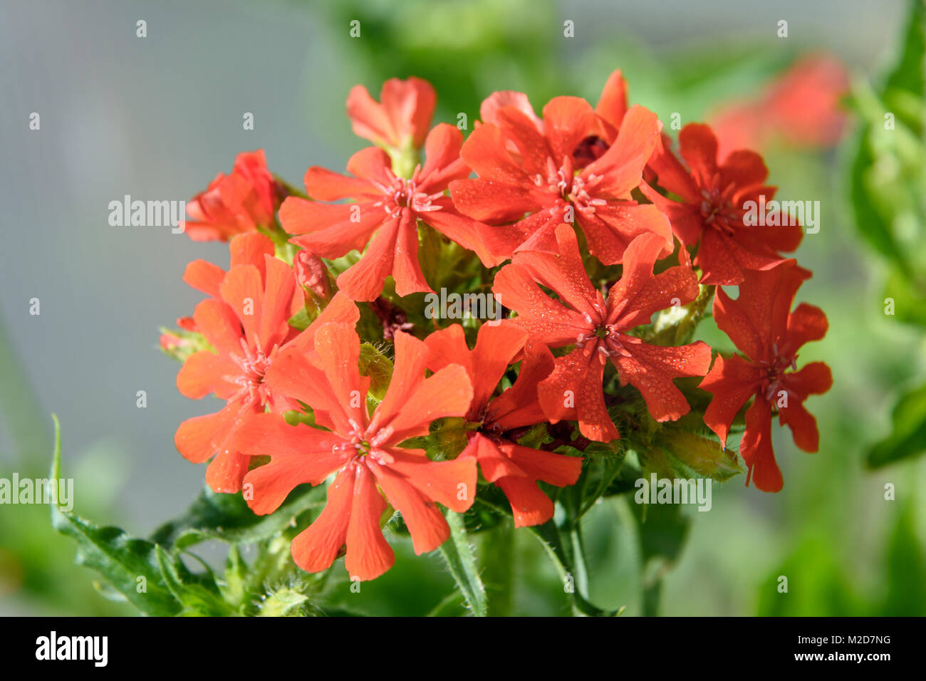 Lychnis chalcedonica red cross hi-res stock photography and images - Alamy