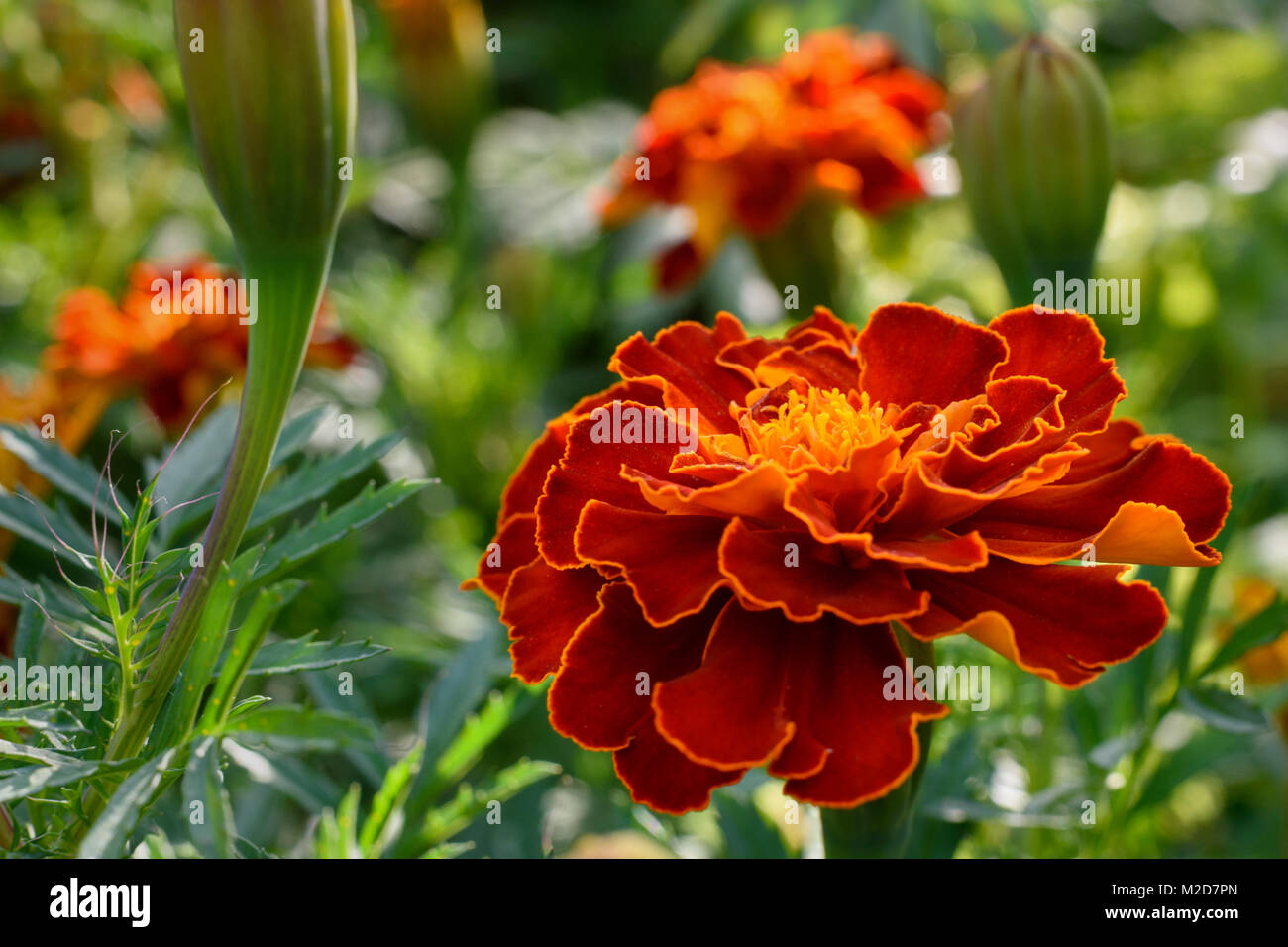 Marigolds flower, Tagetes in the garden in summer Stock Photo - Alamy