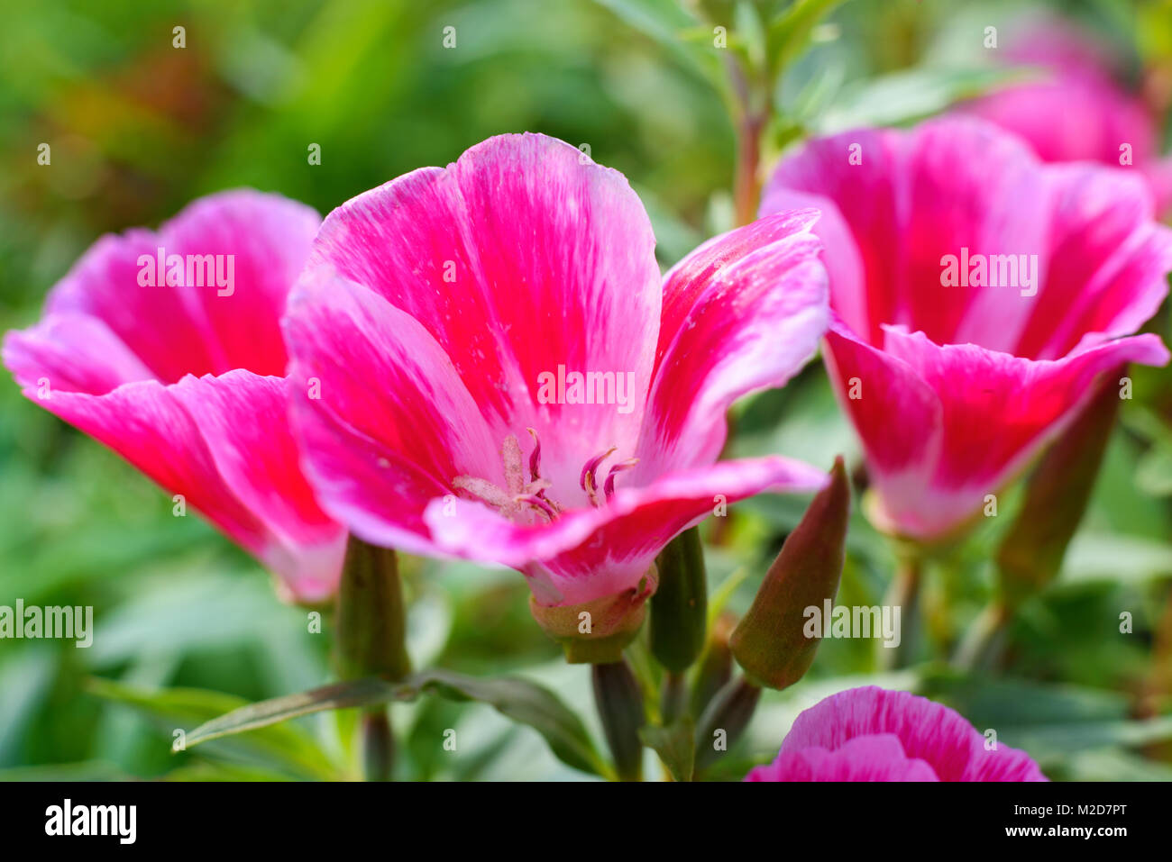 Clarkia flower. Pink Godetia flower in the garden Stock Photo - Alamy