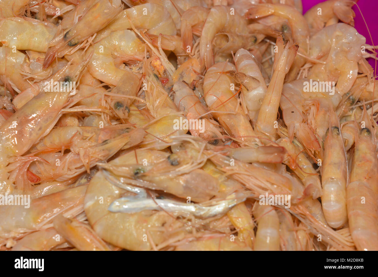 fresh small shrimps Stock Photo - Alamy