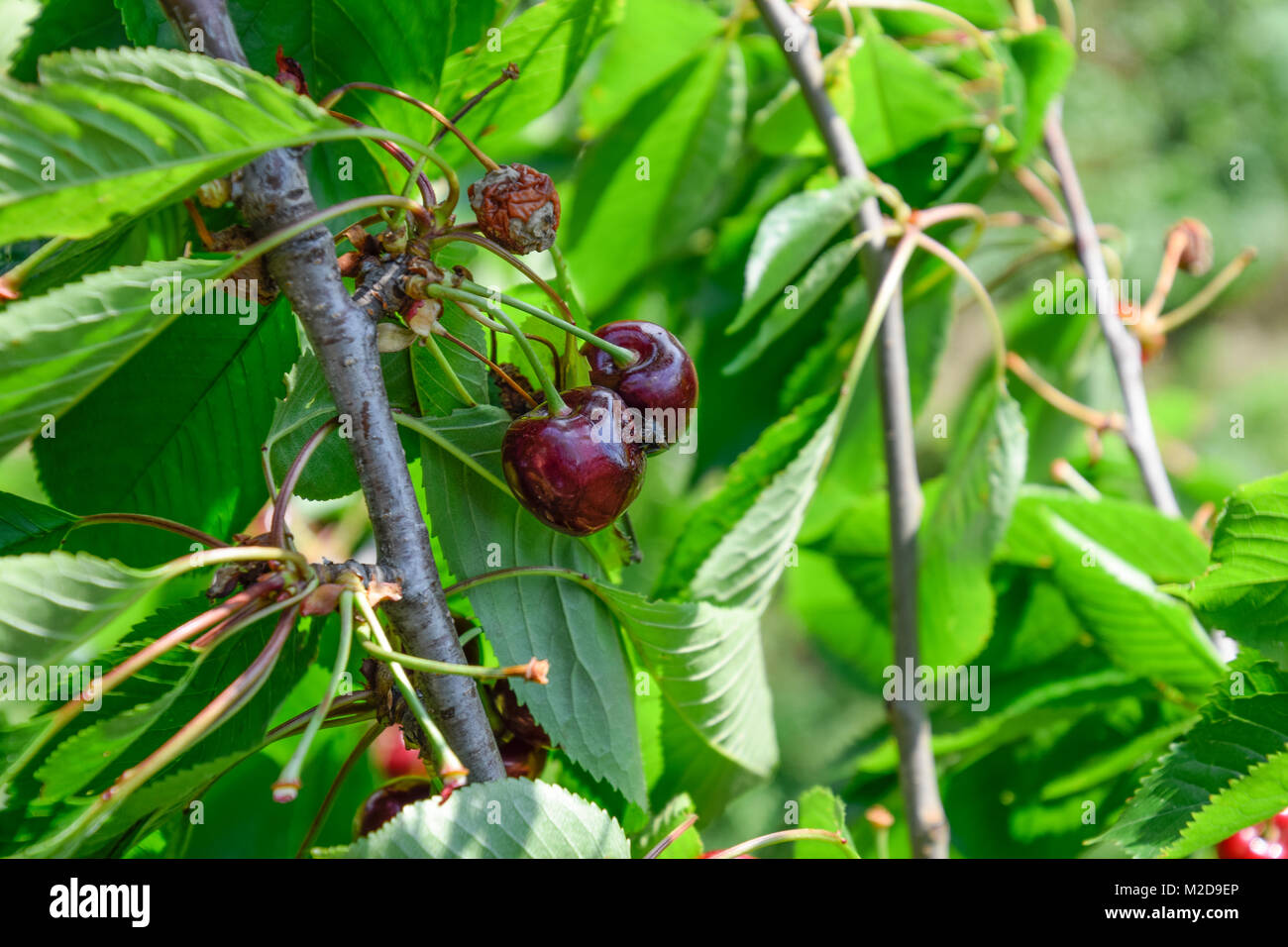Ripe sweet cherry Stock Photo - Alamy