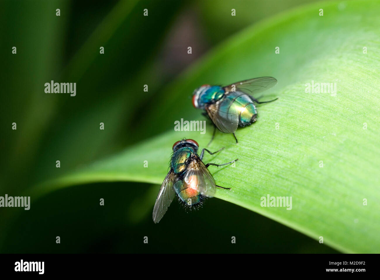 Green Bottle Fly Stock Photo - Alamy