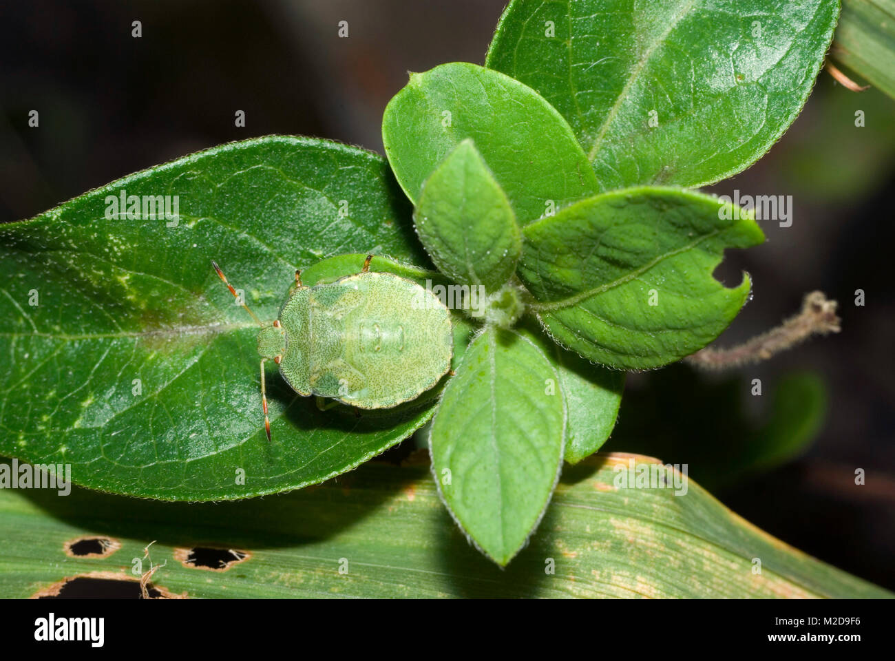 Nymph of the Green Shield Bug Stock Photo - Alamy