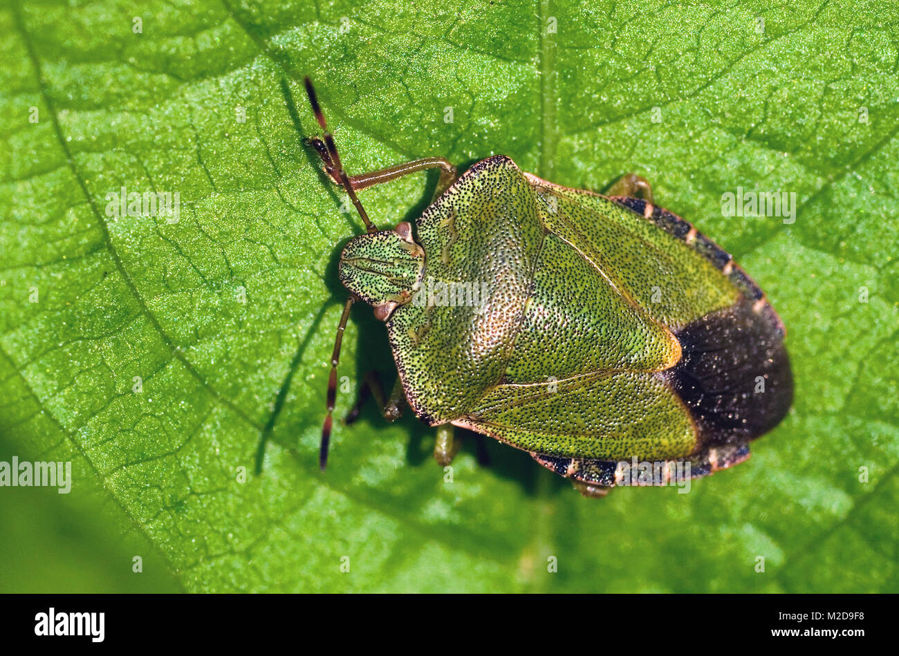 Green Shield Bug Stock Photo - Alamy